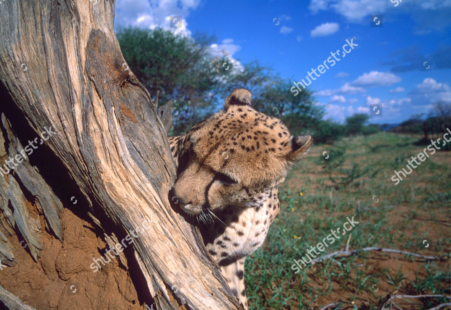 Chewbacca Cheetah His Scratching Tree Where Editorial Stock Photo ...