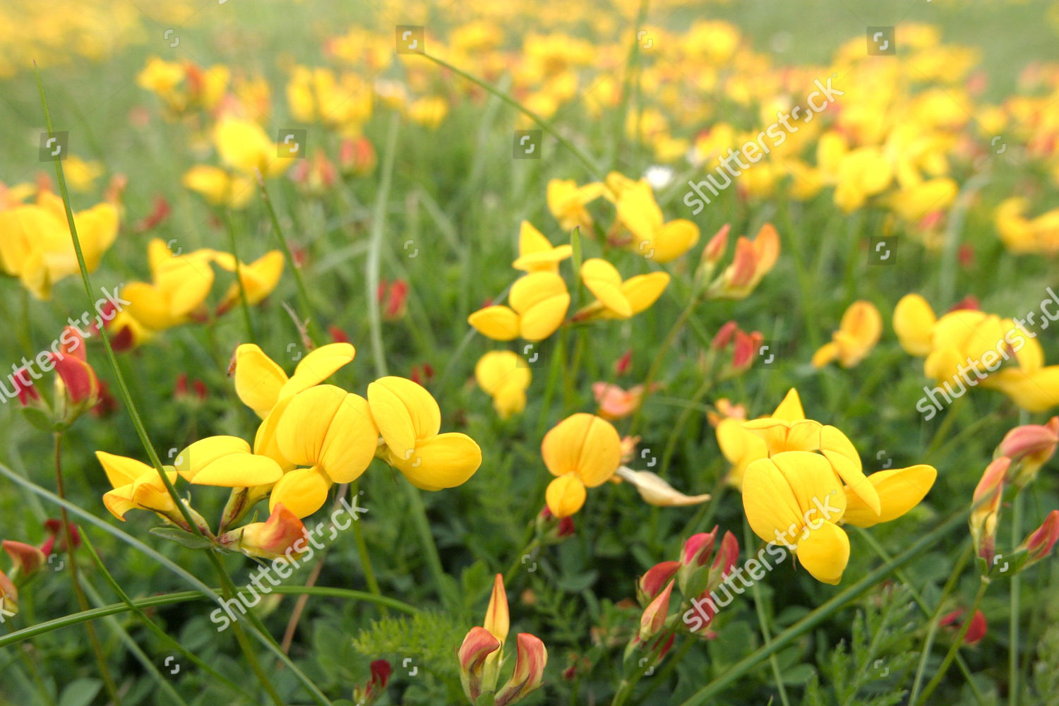 Birdsfoot Trefoil Lotus Corniculatus Growing On Editorial Stock Photo ...