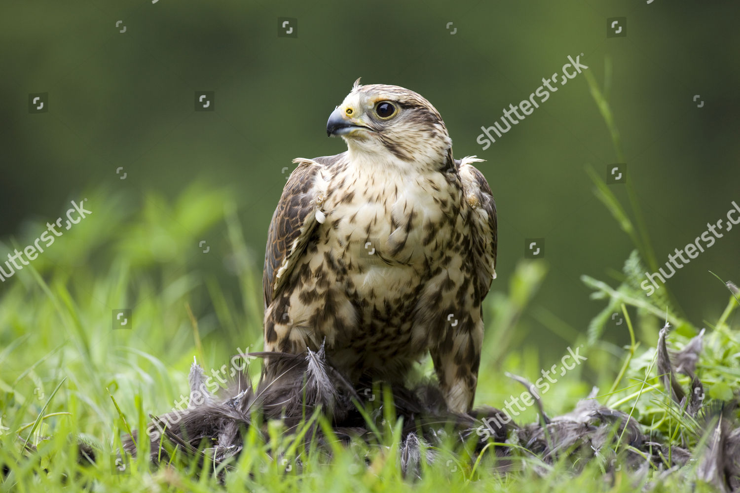 Saker Falcon Falco Cherrug On Dead Editorial Stock Photo - Stock Image ...
