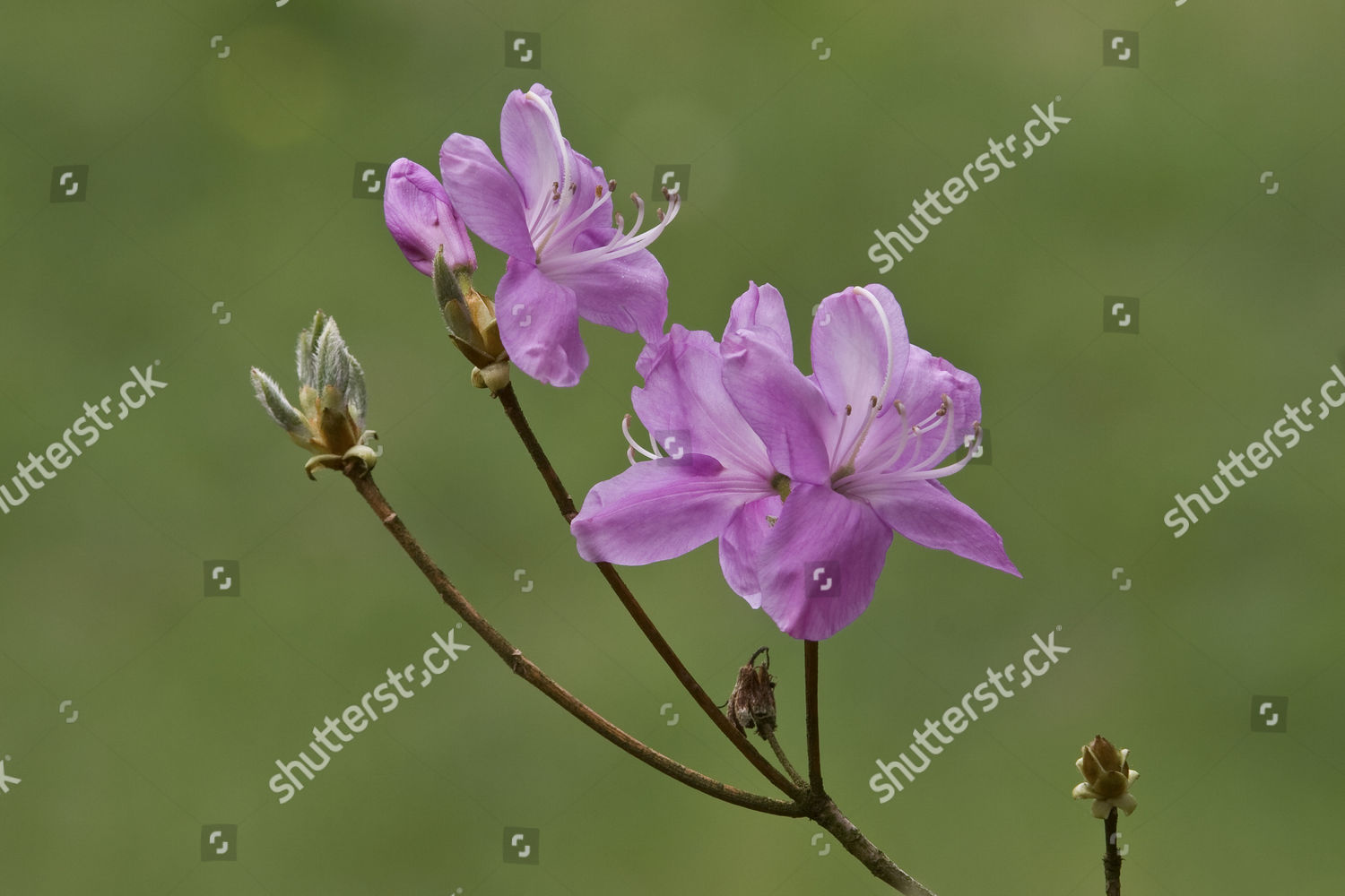 Azalea Rhododendron Reticulatum Closeup Blossoms Editorial Stock Photo ...