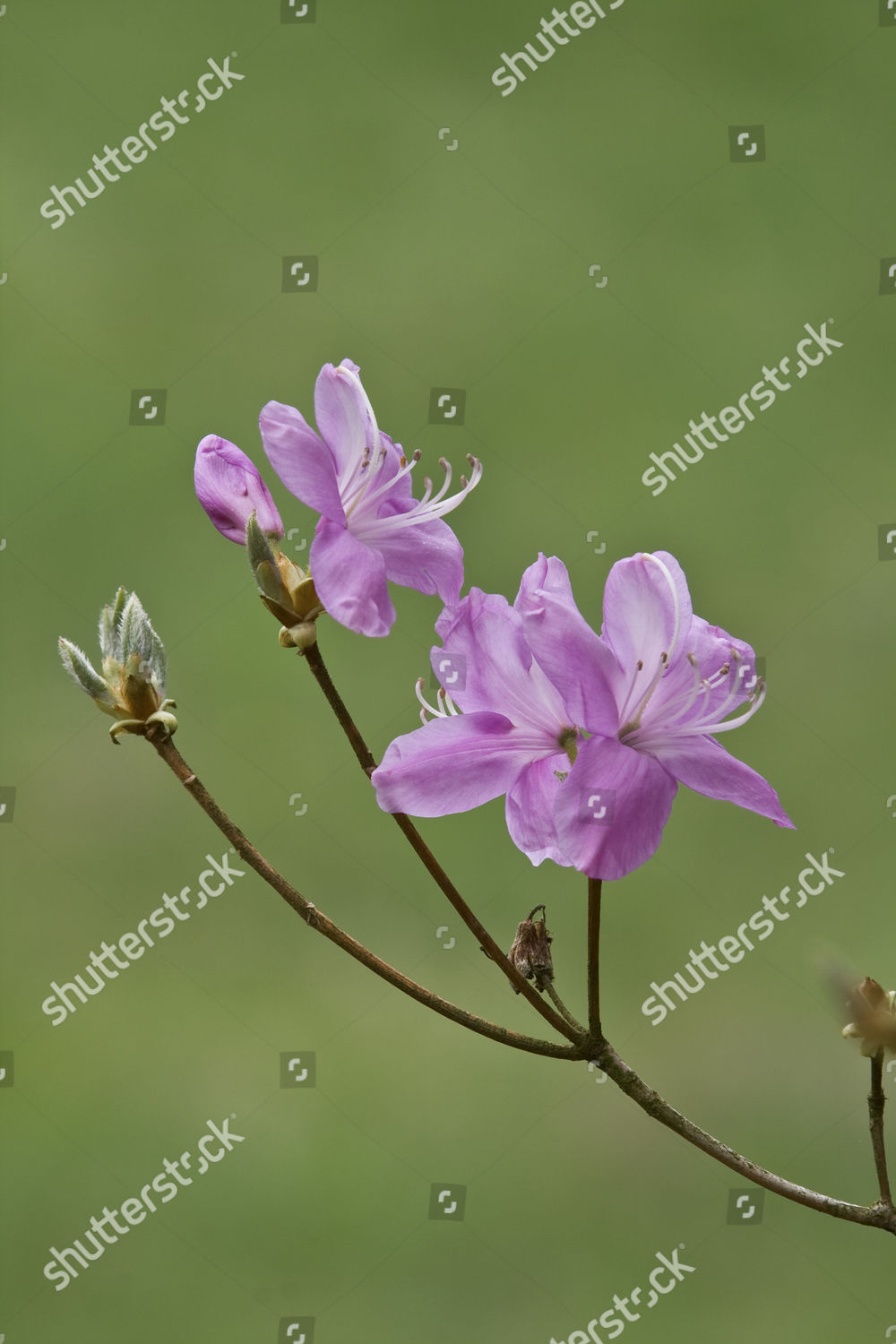 Azalea Rhododendron Reticulatum Closeup Blossoms Editorial Stock Photo ...
