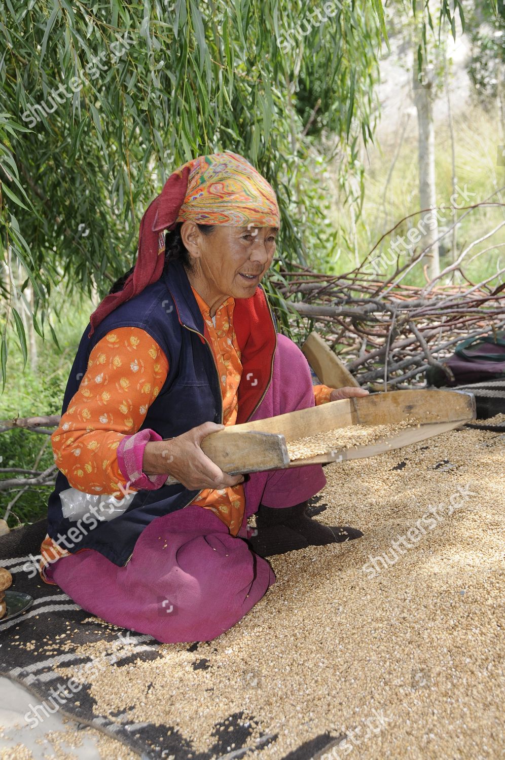 Barley Separated Chaff Dirt Oasis Village Editorial Stock Photo - Stock ...
