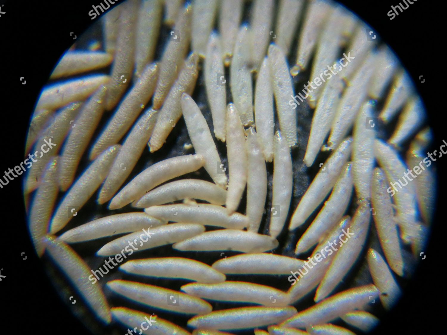 Wasp Larvae Taken Through Microscope Laboratory Editorial Stock Photo ...