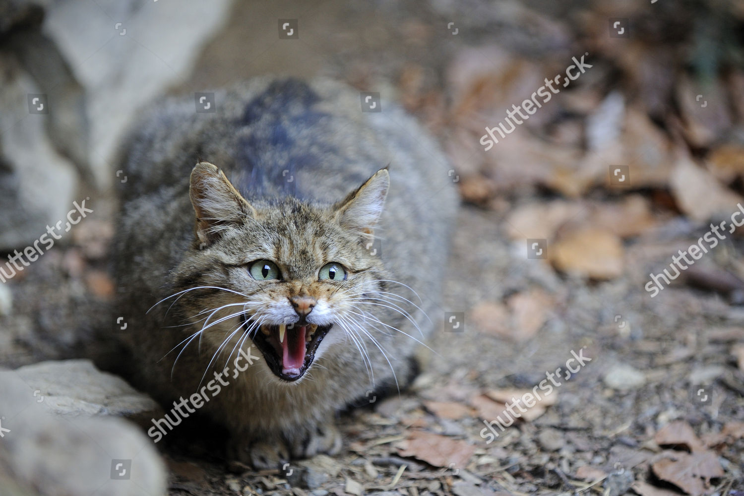 Young Wildcat Felis Silvestris Hissing Editorial Stock Photo - Stock ...