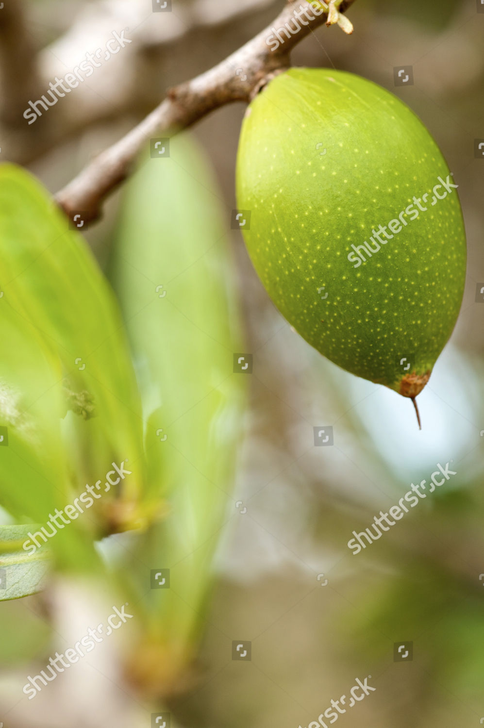 Argan Fruit Argania Spinosa Morocco Africa Editorial Stock Photo ...