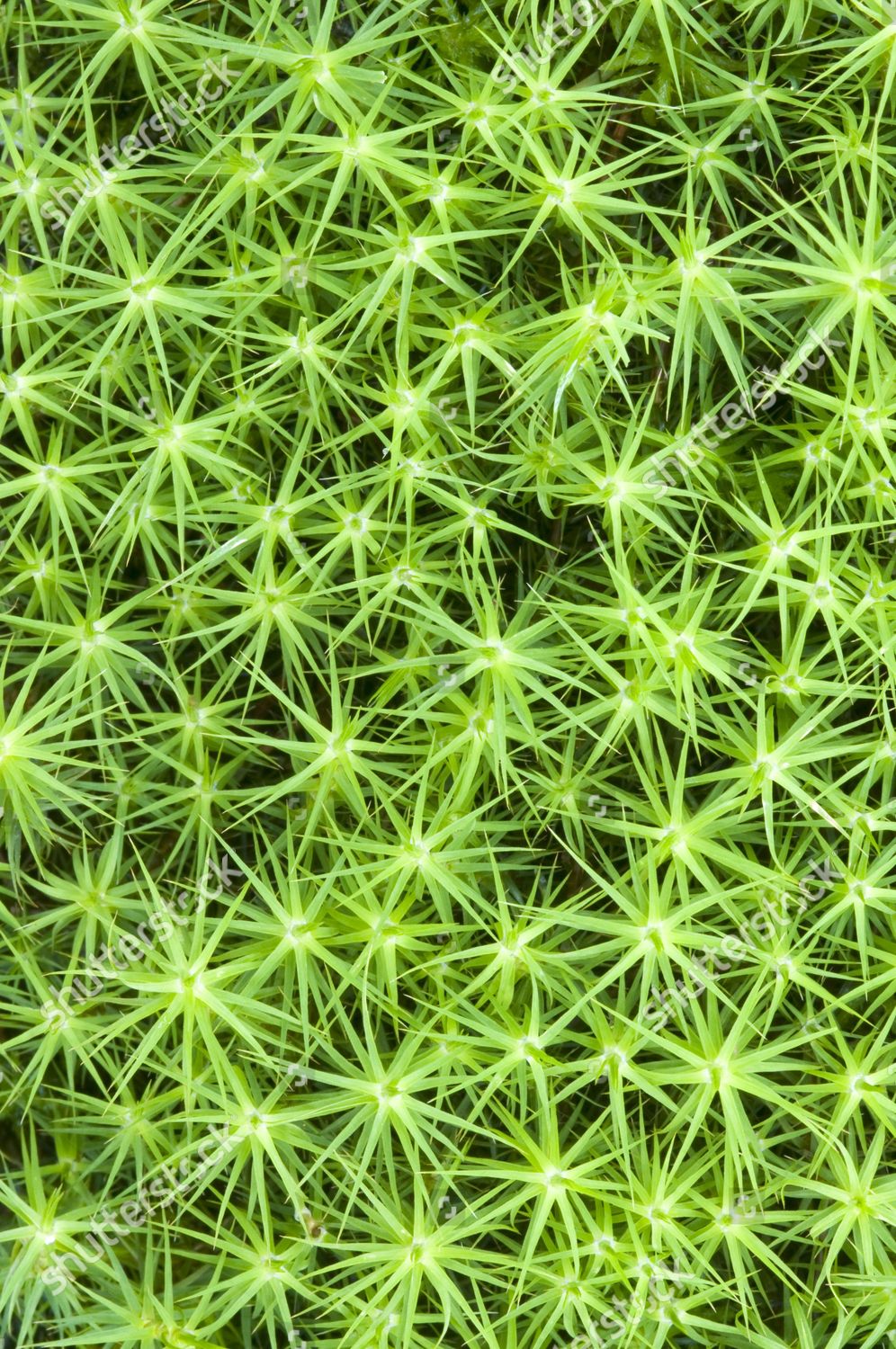 Common Haircap Moss Common Hair Moss Editorial Stock Photo - Stock ...