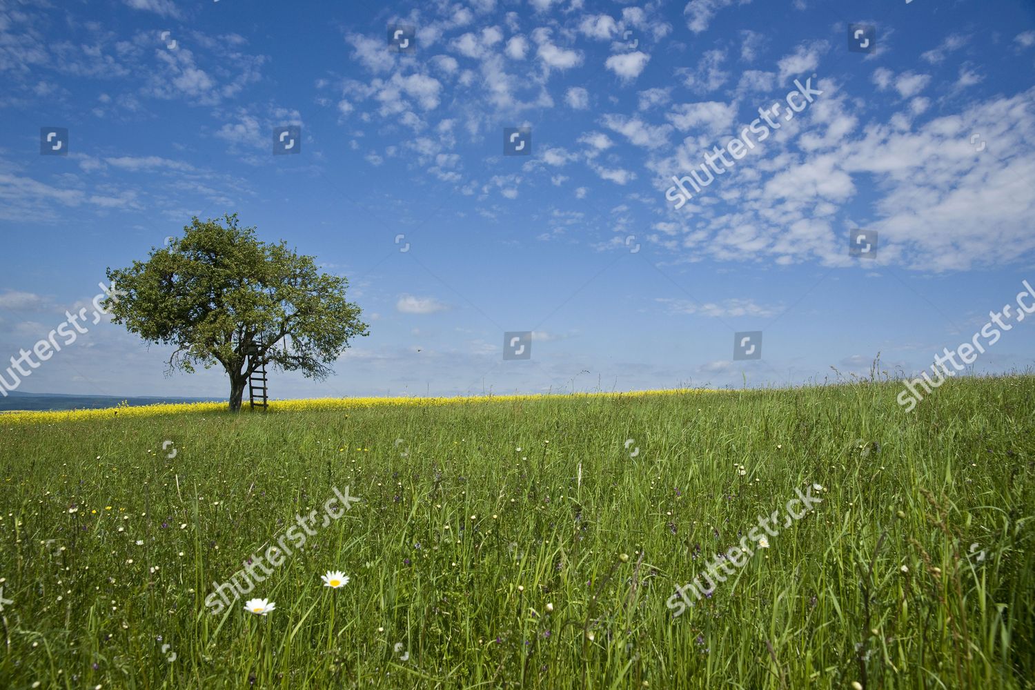 Tree Spring Meadow Editorial Stock Photo - Stock Image | Shutterstock