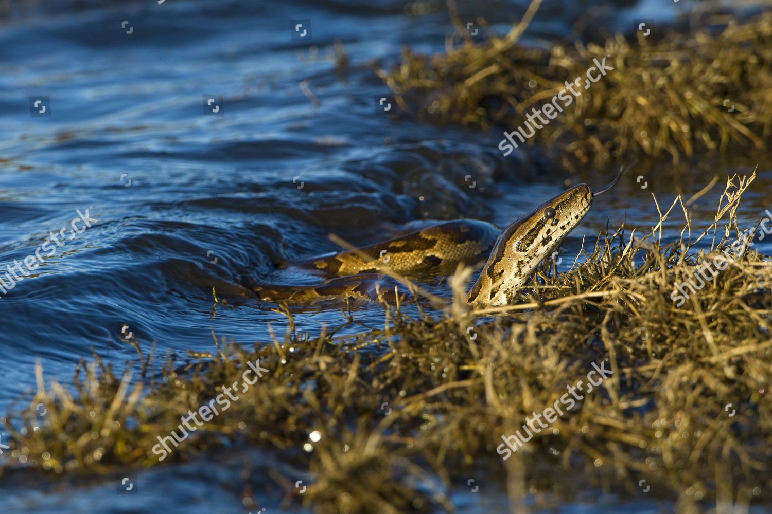 Natal Rock Python Python Natalensis Swimming Editorial Stock Photo ...