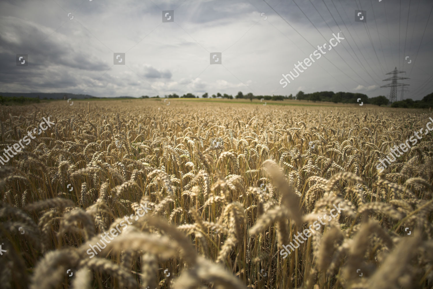 Grain Field Power Pole Near Birkenfeld Editorial Stock Photo - Stock ...
