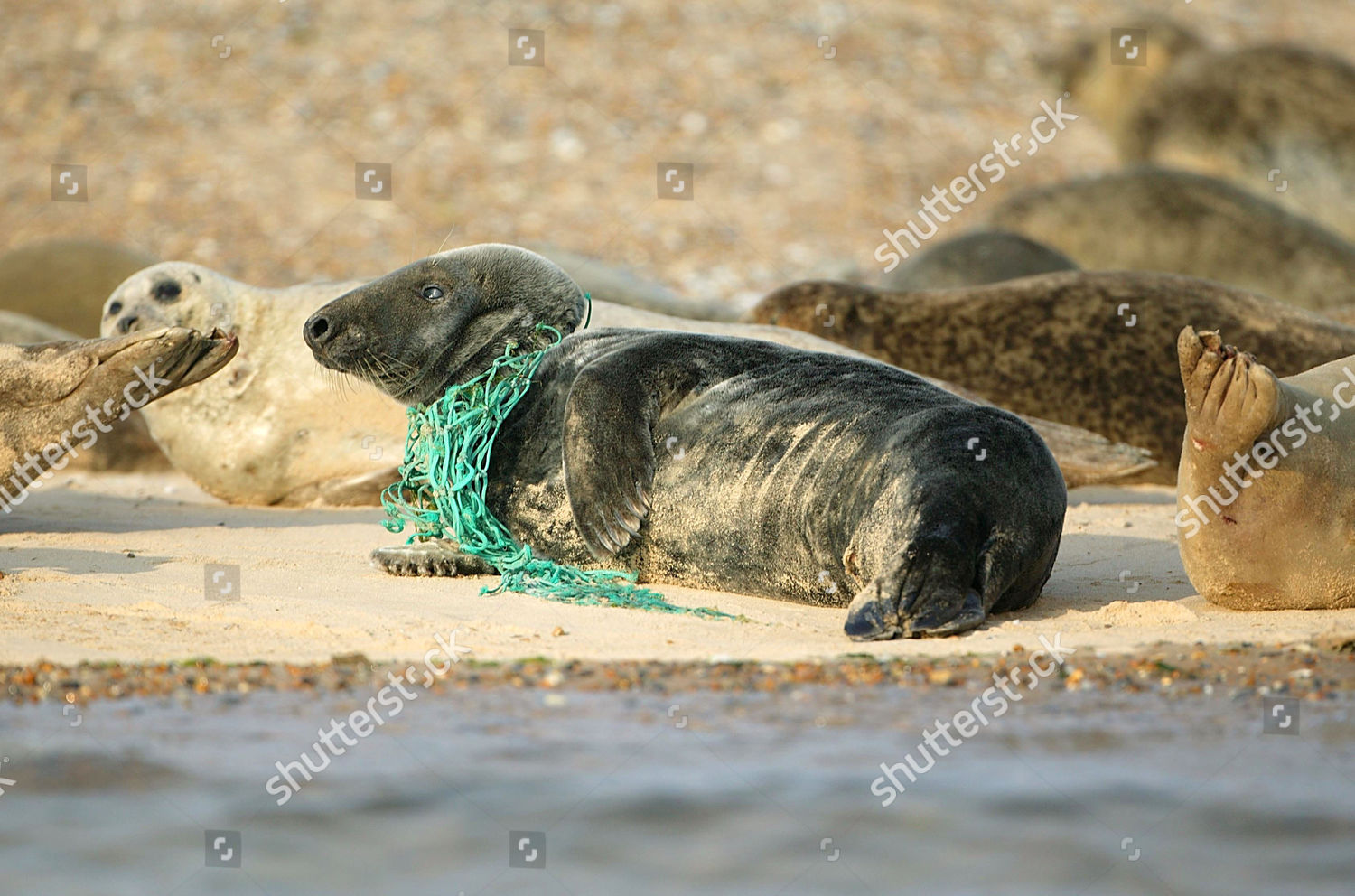 Grey Seal Fishing Net Caught Around Editorial Stock Photo - Stock Image ...