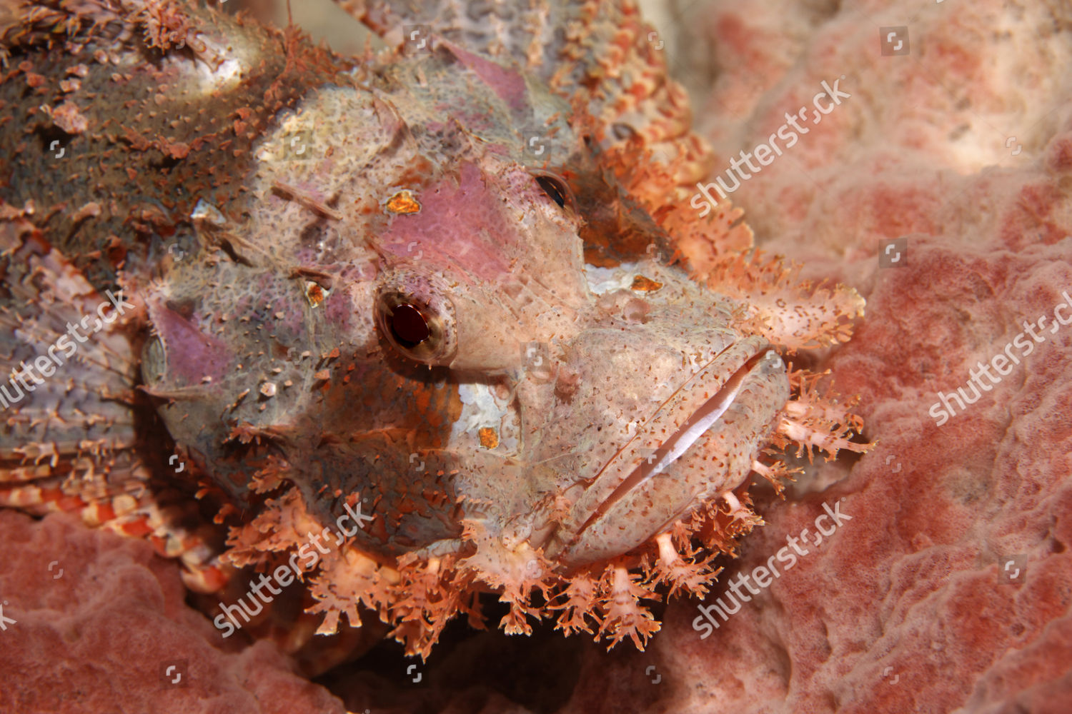 Bearded Scorpionfish Scorpaenopsis Barbata Perfect Camouflage Editorial ...