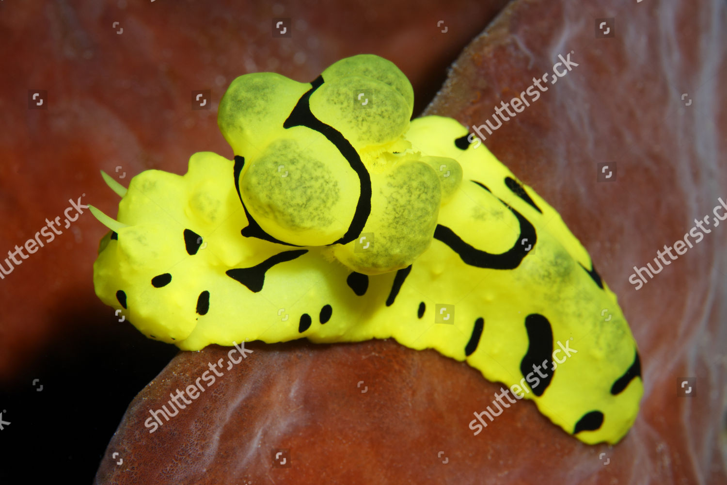 Yellow Notodoris Nudibranch Notodoris Minor On Editorial Stock Photo ...