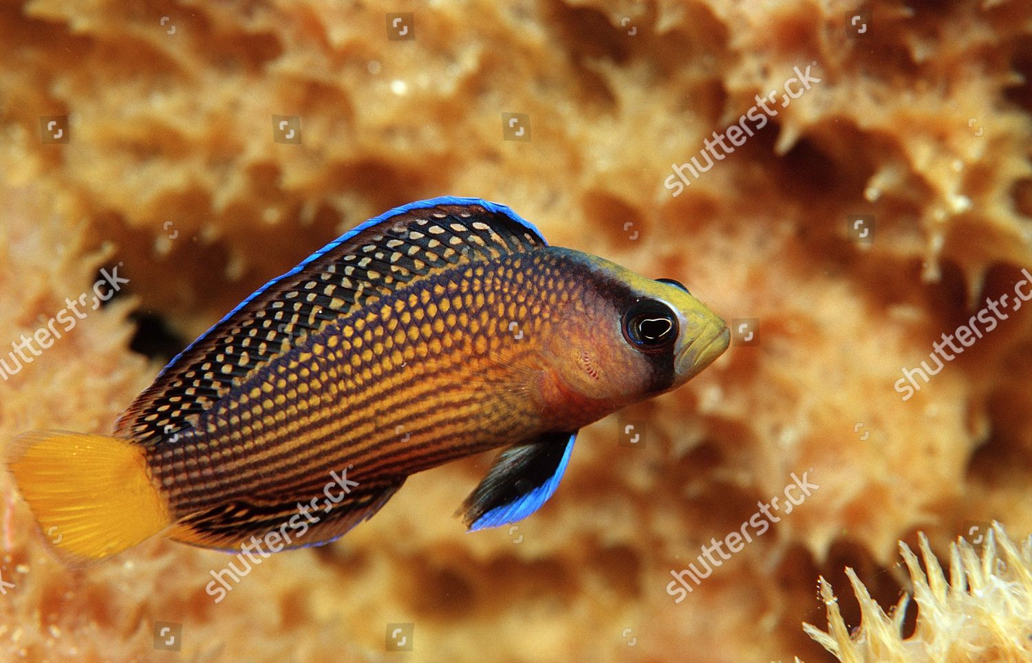Splendid Dottyback Pseudochromis Splendens Indonesia Wakatobi Editorial ...
