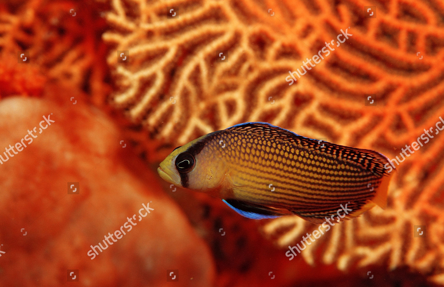 Splendid Dottyback Pseudochromis Splendens Indonesia Raja Editorial ...