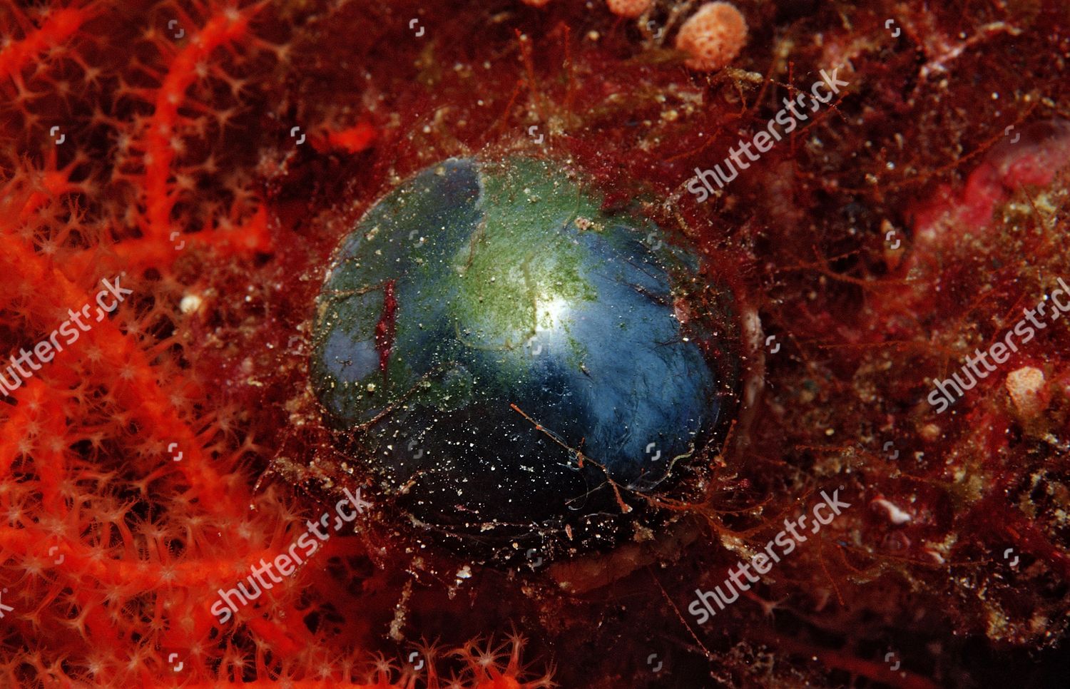 Marine Algal Seaweed Valonia Ceae Indonesia Editorial Stock Photo ...