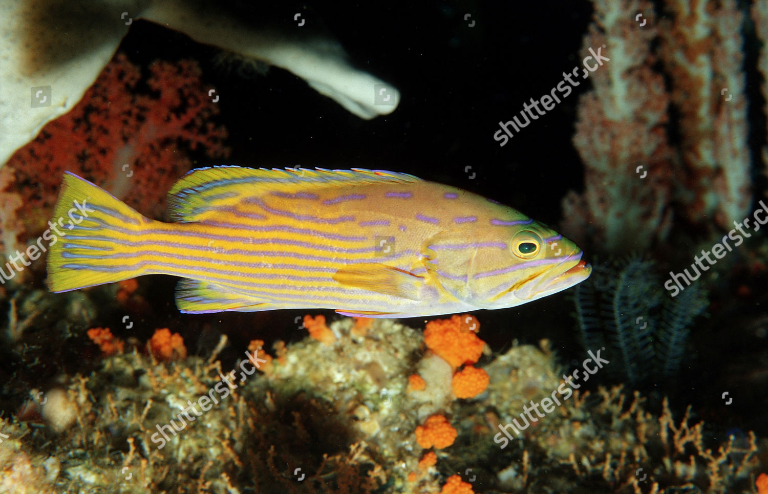 Harlequin Rockcod Cephalopholis Polleni Wakatobi Dive Editorial Stock ...