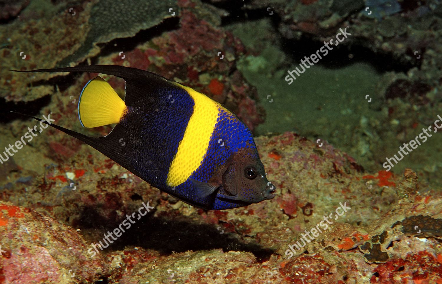 Arabian Angelfish Pomacanthus Asfur Djibouti Afar Editorial Stock Photo ...