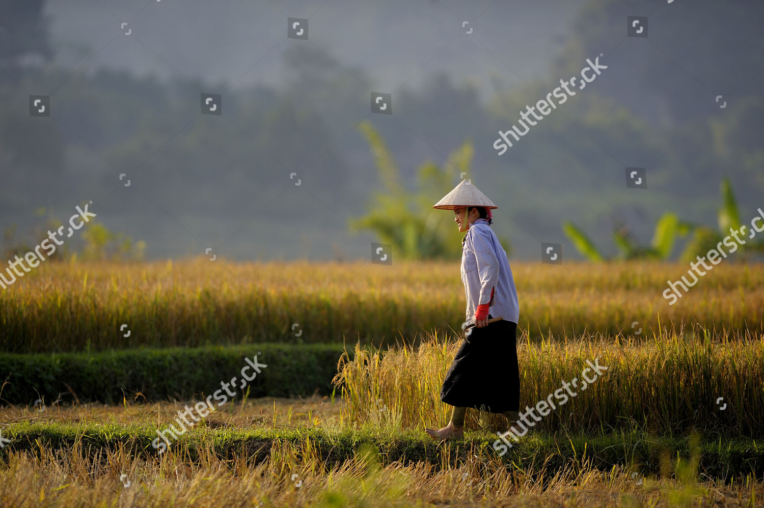 Vietnamese Woman Reed Hat Rice Paddy Editorial Stock Photo - Stock ...