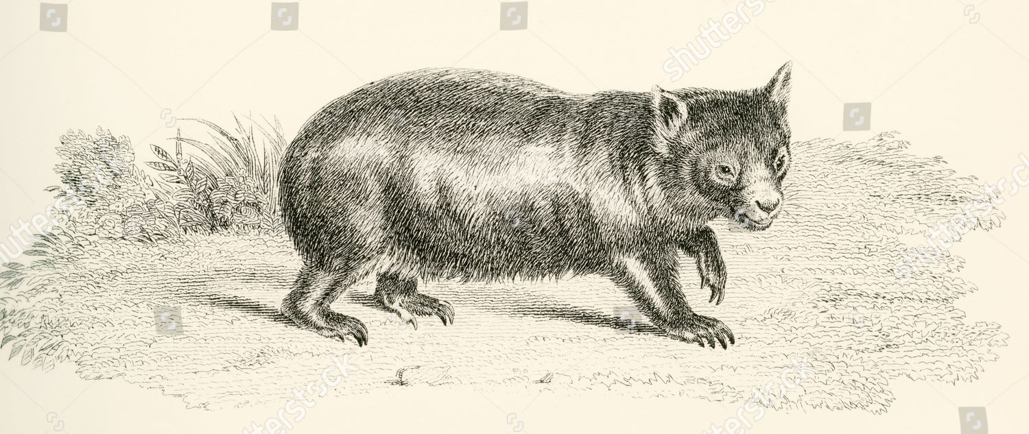 Phascolonus Wombat Family Australian Marsupial Now Editorial Stock ...