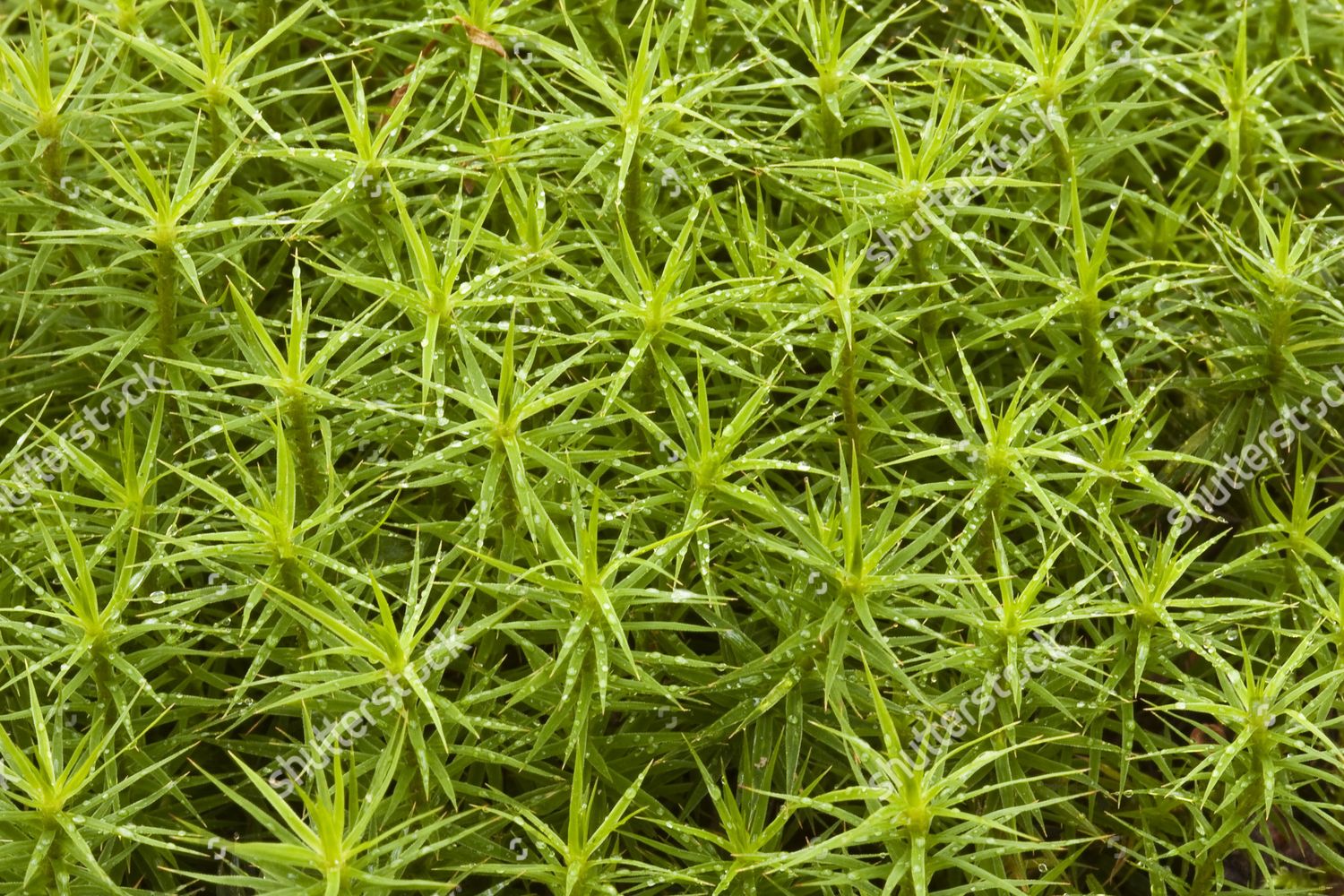 Common Haircap Moss Common Hair Moss Editorial Stock Photo - Stock ...