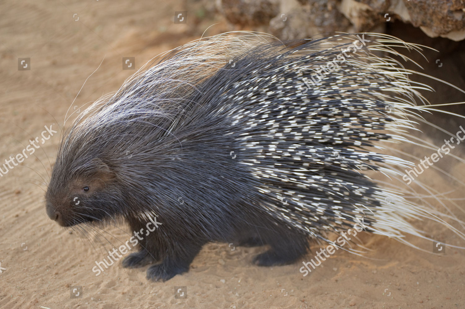 Cape Porcupine South African Porcupine Hystrix Editorial Stock Photo ...
