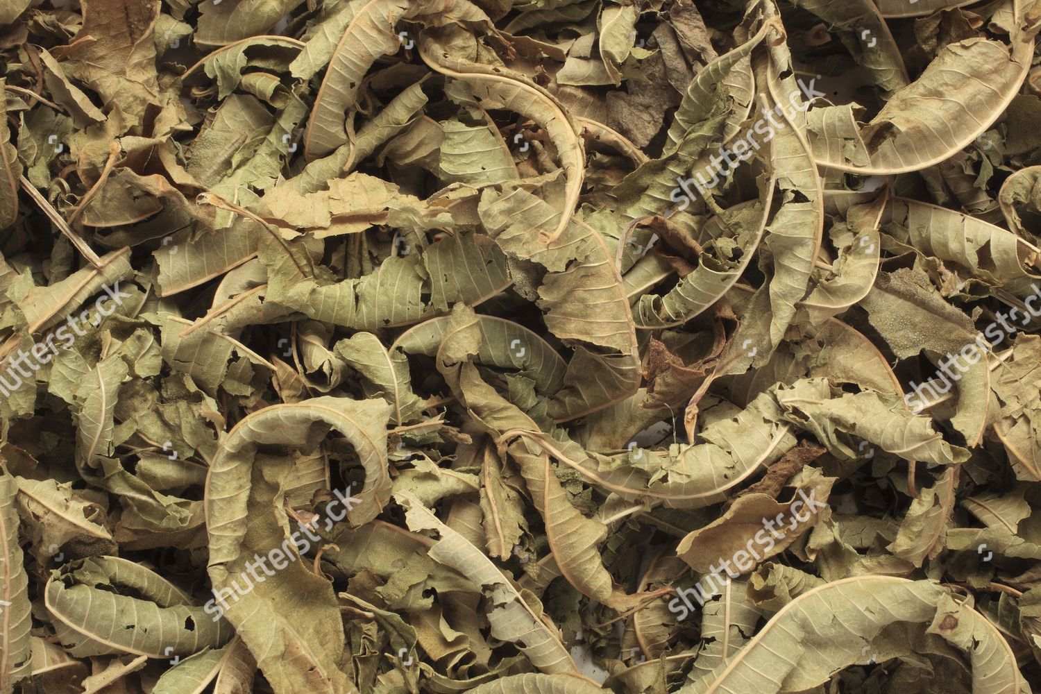 Dried Leaves Medicinal Plant Common Vervain Editorial Stock Photo ...