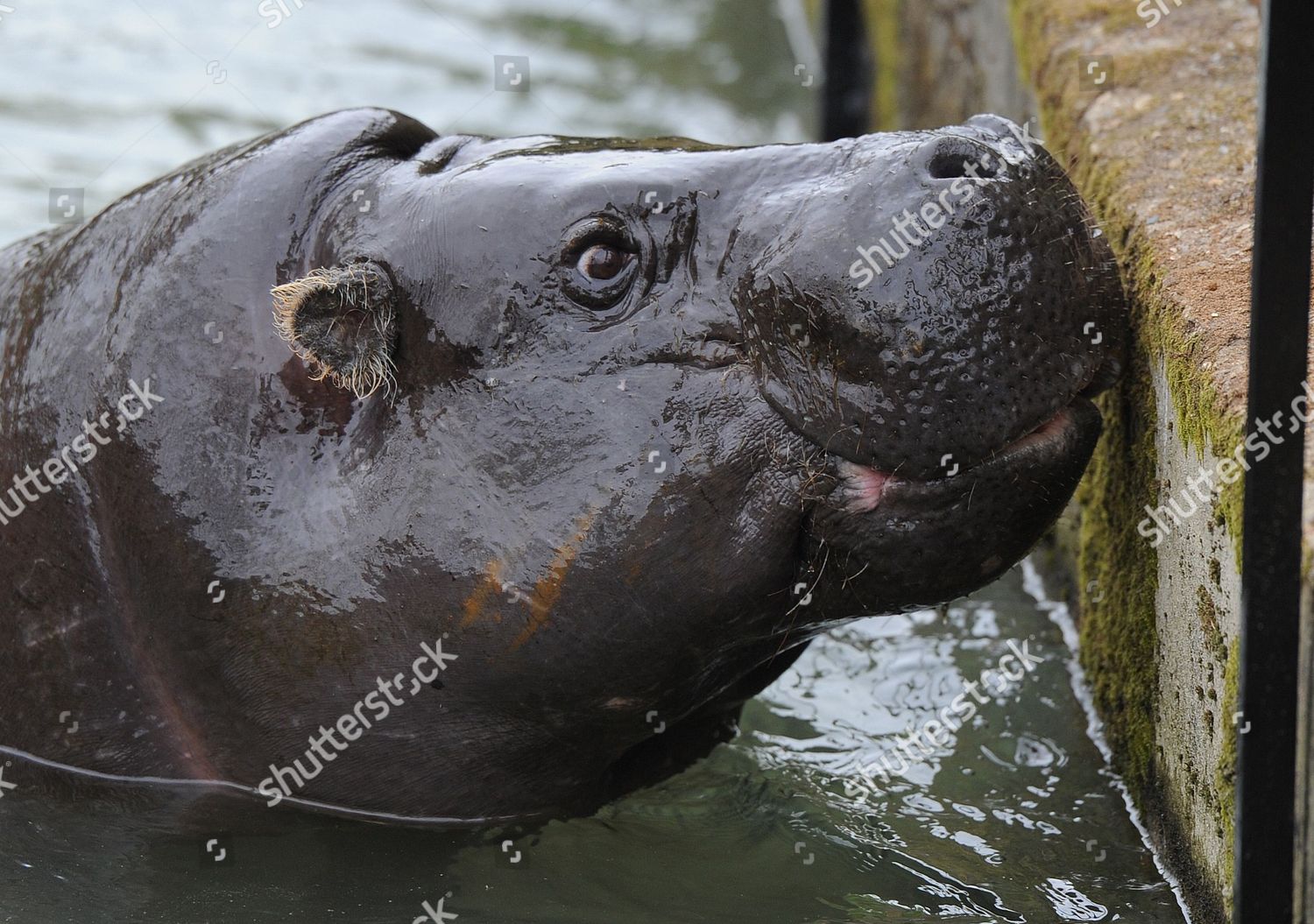 Thug Male Pigmy Hippo Zsl London Editorial Stock Photo - Stock Image ...