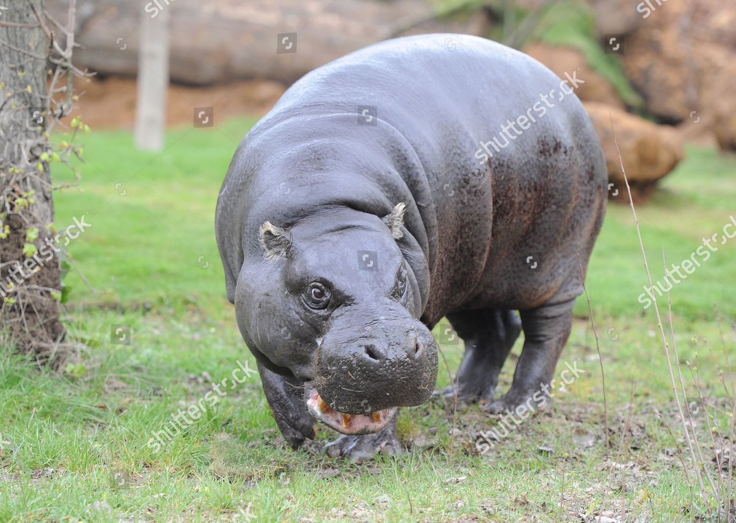 Thug Male Pigmy Hippo Zsl London Editorial Stock Photo - Stock Image ...