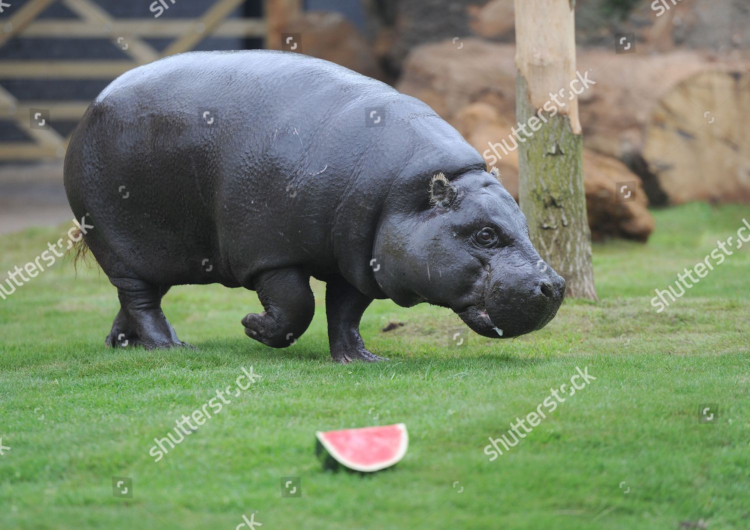 Thug Male Pigmy Hippo Zsl London Editorial Stock Photo - Stock Image ...