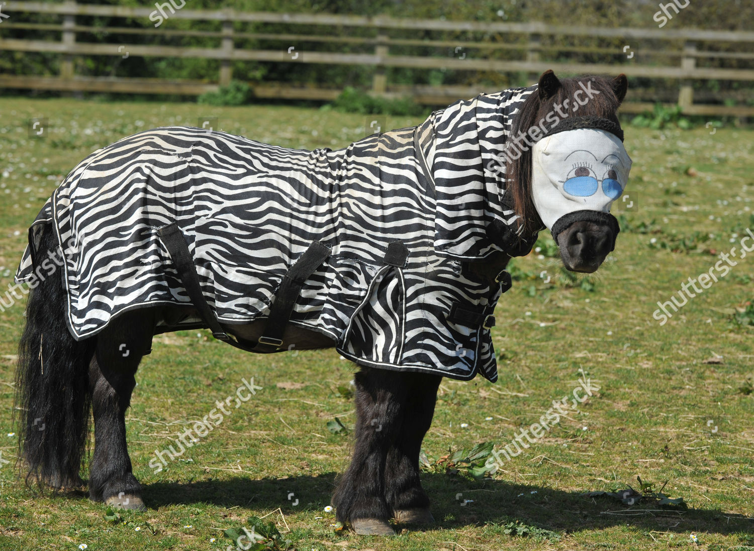 Shetland Pony Sooty Wearing His Fly Editorial Stock Photo - Stock Image ...