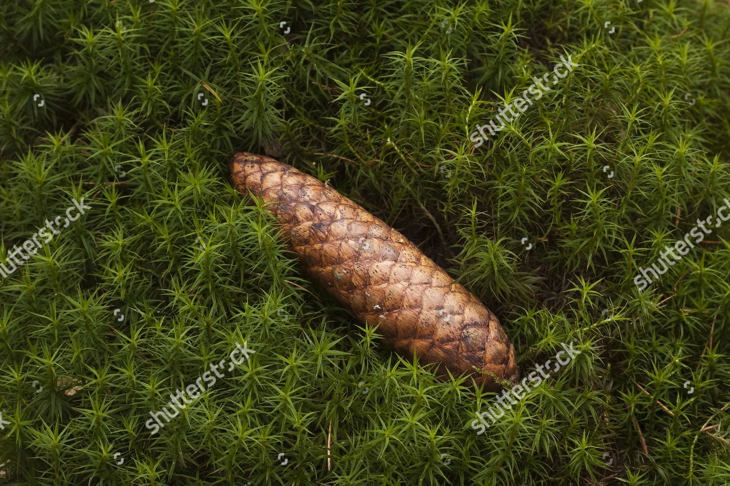 Common Haircap Moss Common Hair Moss Editorial Stock Photo - Stock ...