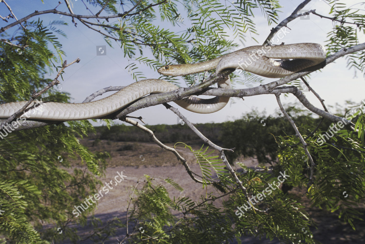 Western Coachwhip Masticophis Flagellum Testaceus Adult Editorial Stock ...