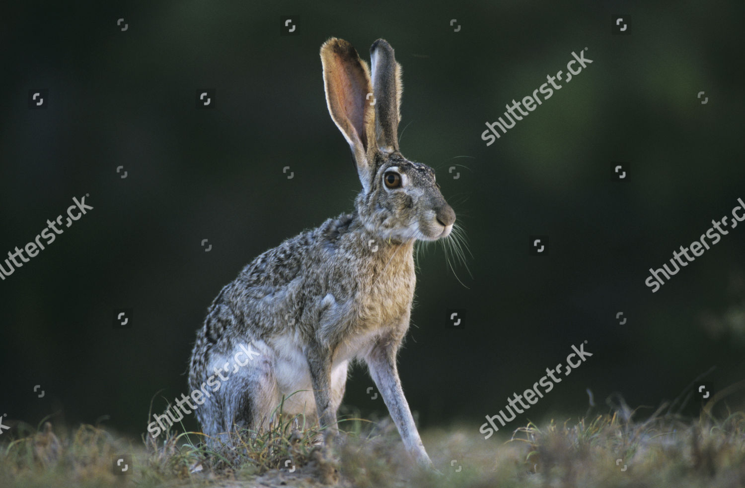 Blacktailed Jackrabbit Lepus Californicus Adult Desert Editorial Stock ...