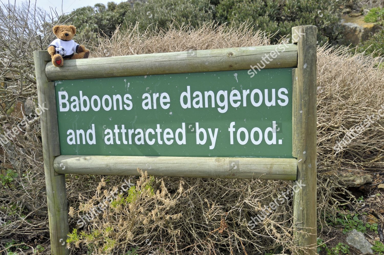 Baboon Warning Sign Stuffed Teddy Bear Editorial Stock Photo - Stock ...