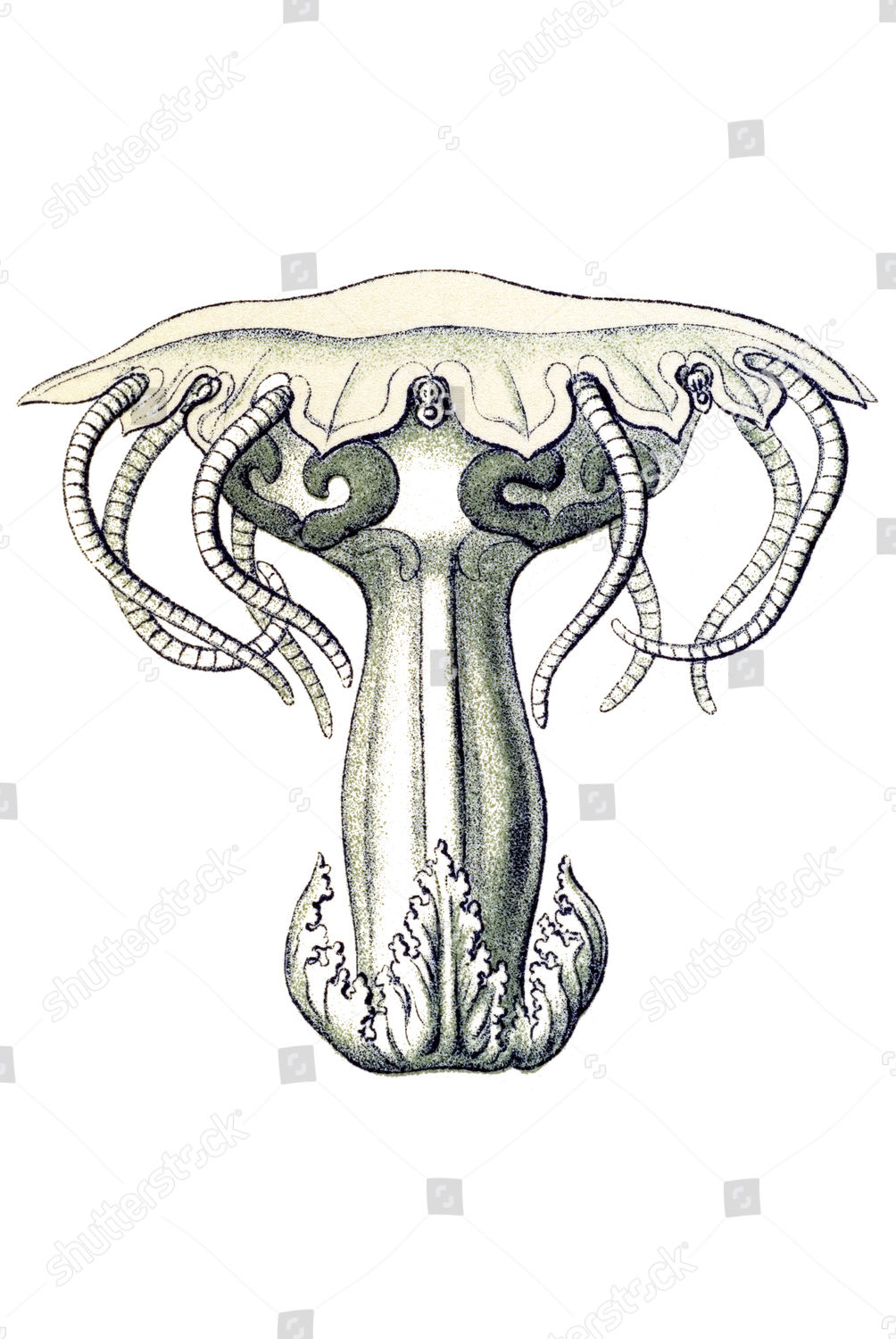 Historic Illustration Tablet 18 Title Disomedusae Editorial Stock Photo ...