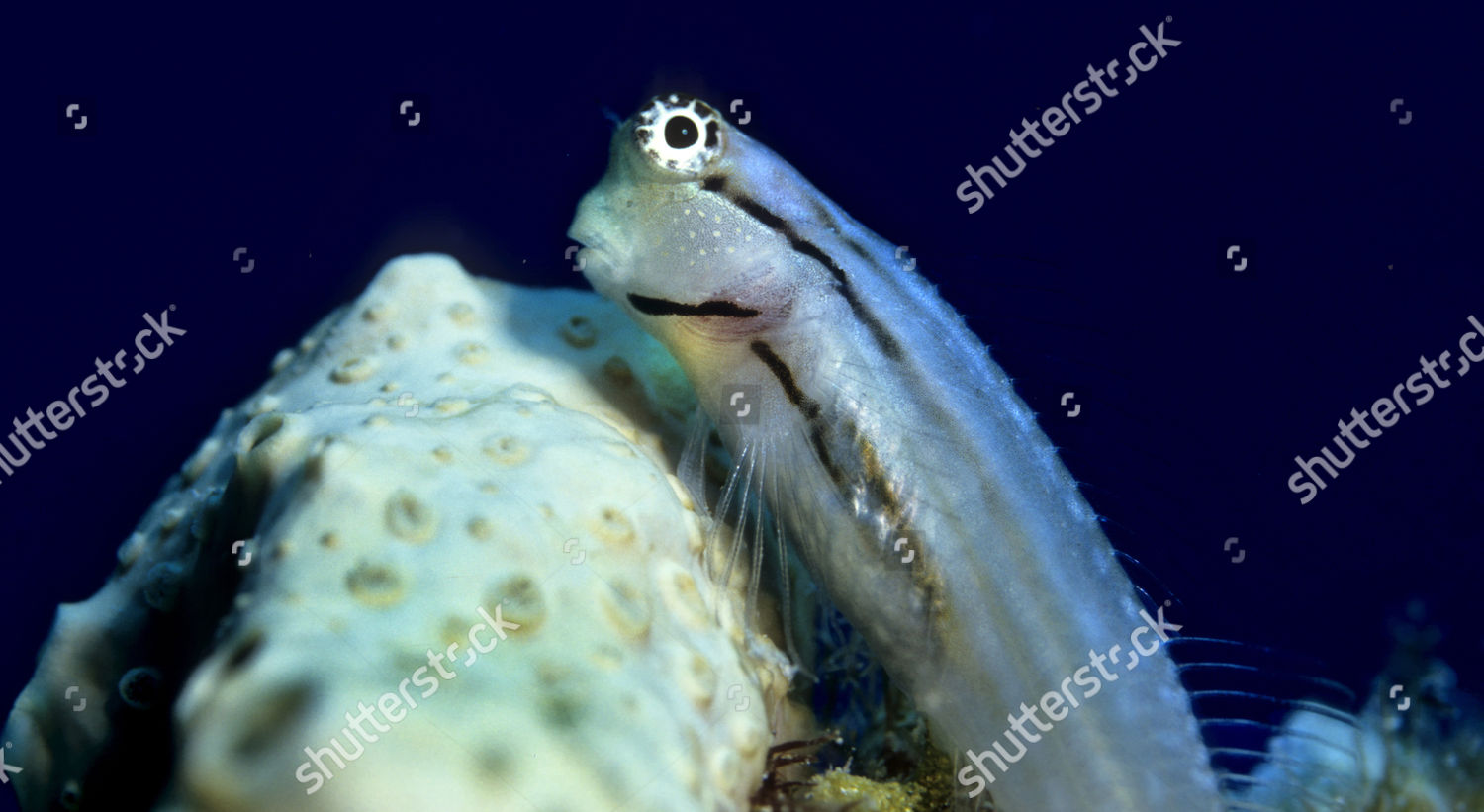 Nalolo Ecsenius Nalolo Red Sea Egypt Editorial Stock Photo - Stock ...