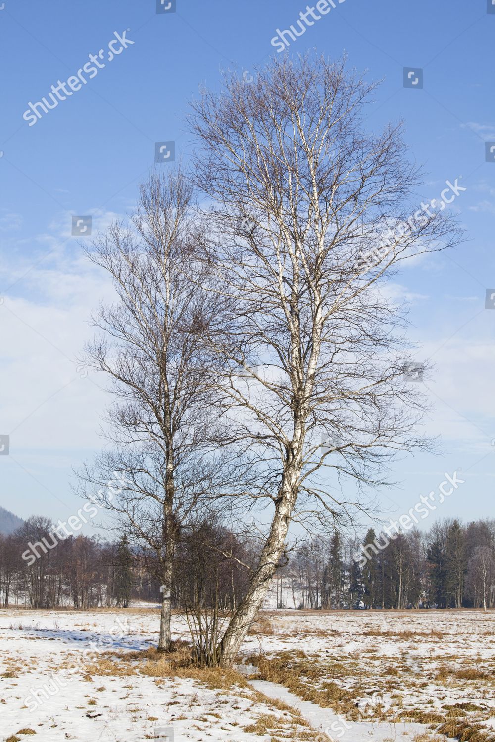 Downy Birch Alder Trees Thaw Nordmoor Editorial Stock Photo - Stock ...
