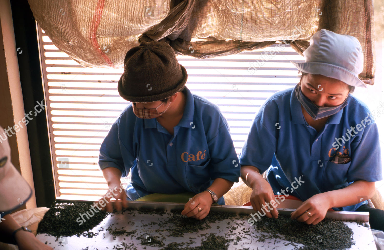Women Working Tea Factory Wearing Breathing Editorial Stock Photo ...