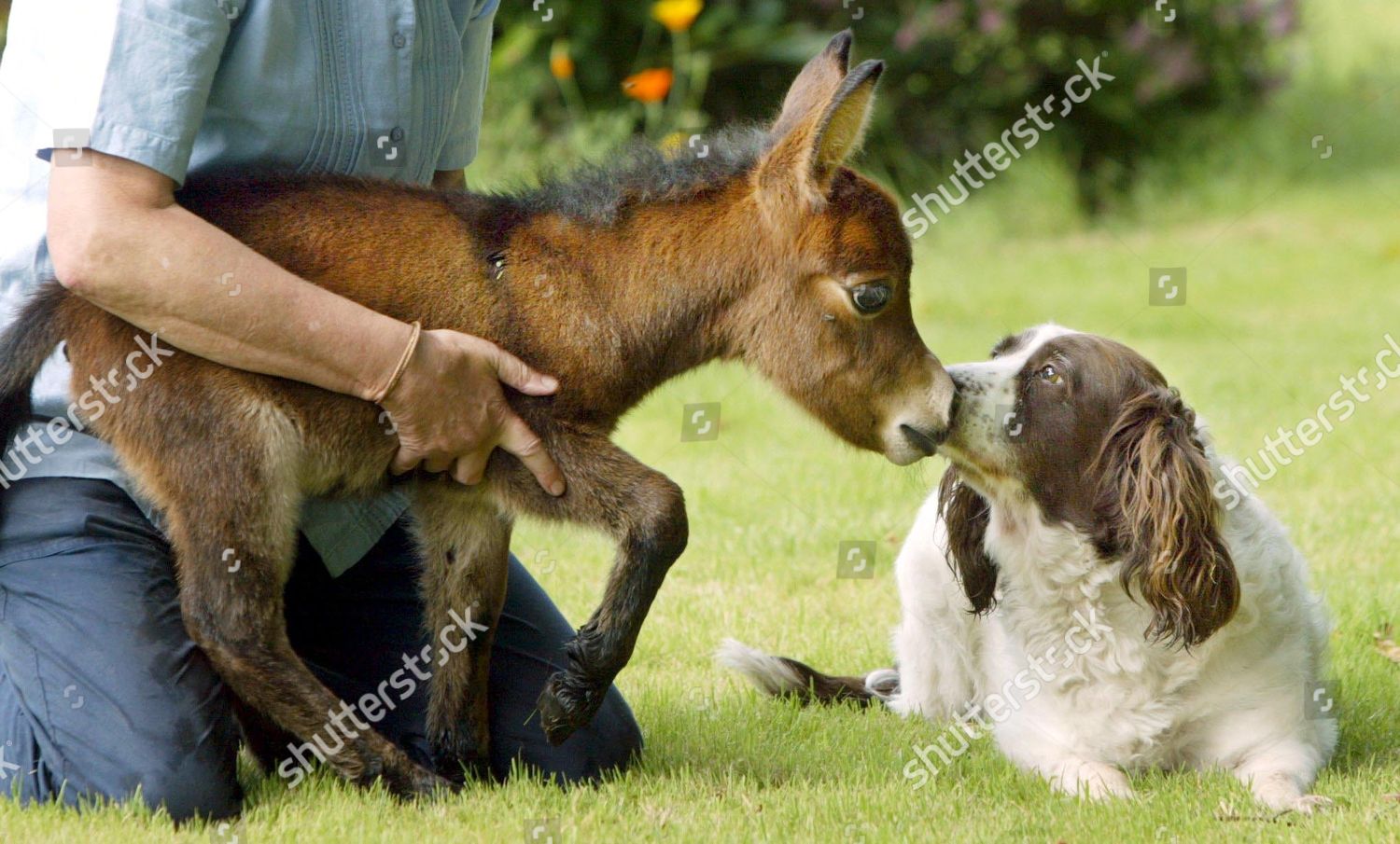 Very Rare Mini Mule Foal Her Editorial Stock Photo - Stock Image ...