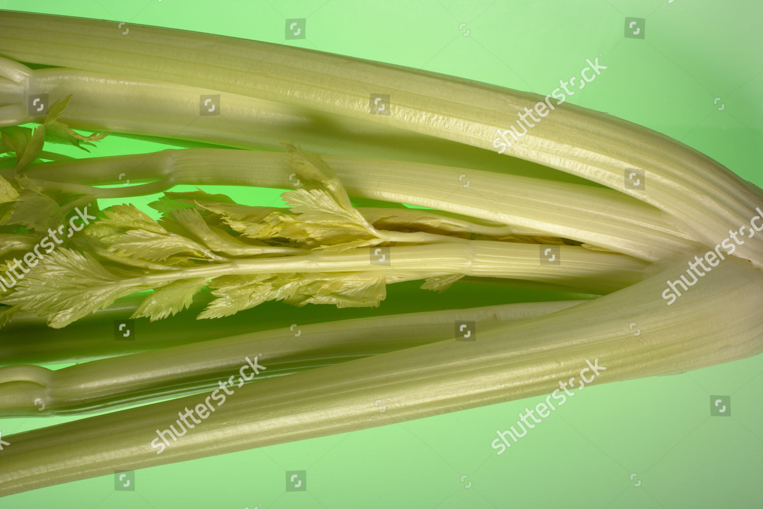 Bunch Pascal Celery Editorial Stock Photo - Stock Image | Shutterstock