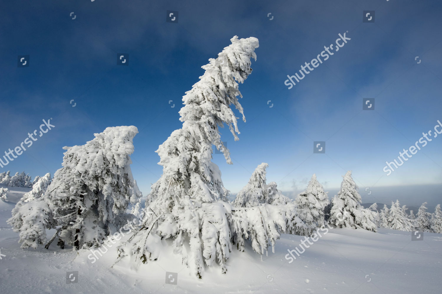 Snowcovered Spruce Trees Brocken Blocksberg Harz Editorial Stock Photo ...