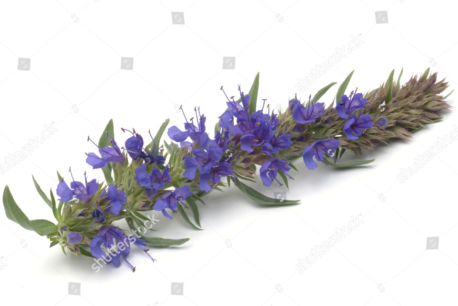 Her Hyssop Hyssopus Officinalis Medicinal Plant Editorial Stock Photo ...