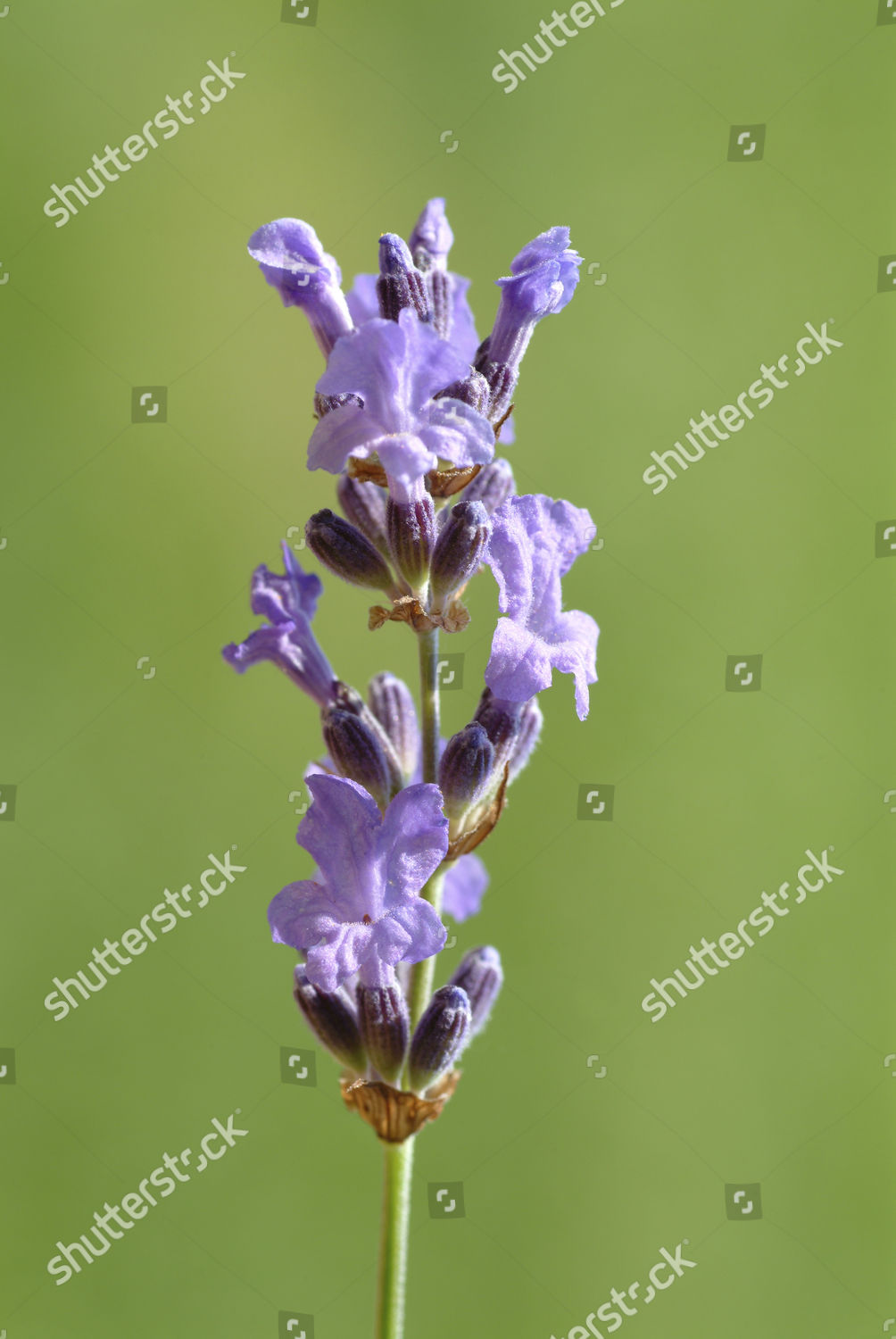 Common Lavender Lavendula Officinalis Vulgaris Angustifolia Editorial ...