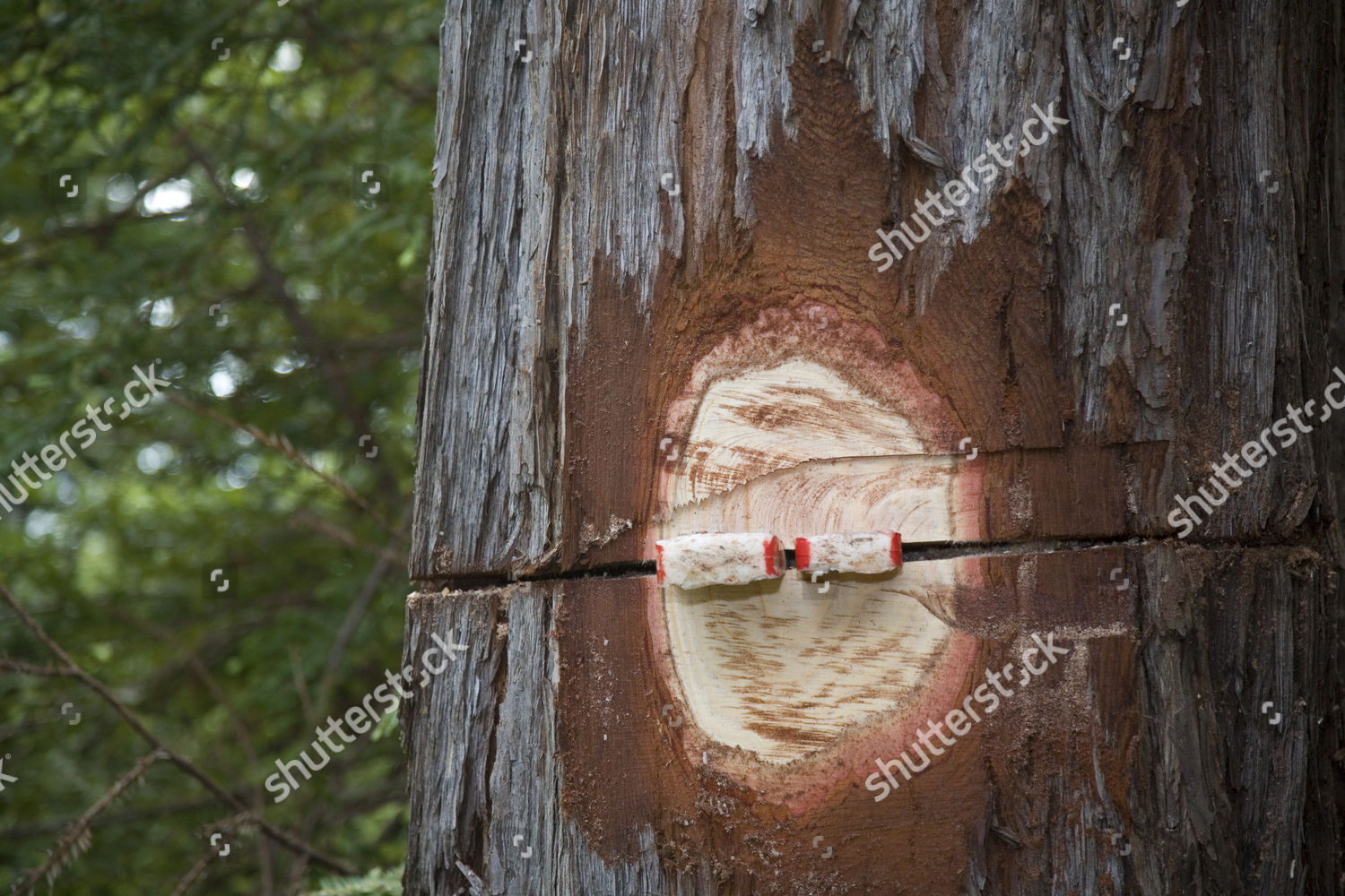 Logging Redwoods Fort Bragg Northern California Editorial Stock Photo ...