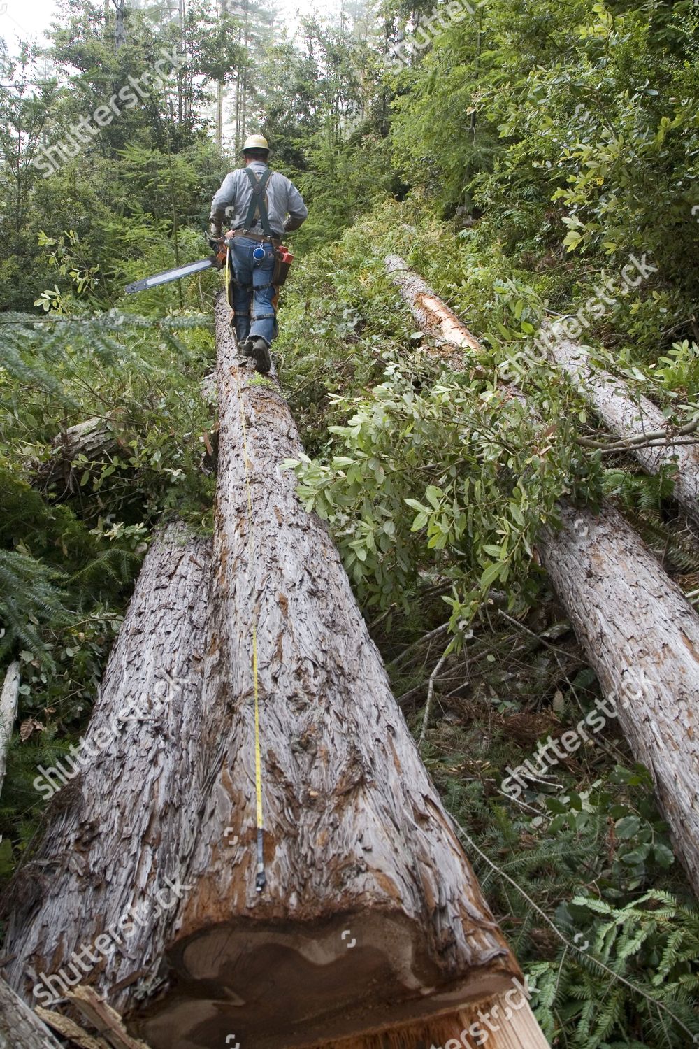 Worker Logging Redwoods Fort Bragg Northern Editorial Stock Photo ...