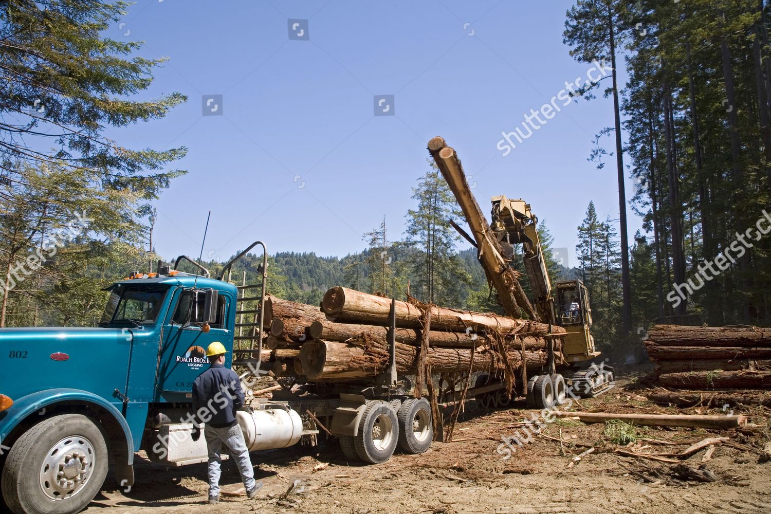 Logging Redwoods Fort Bragg Northern California Editorial Stock Photo ...