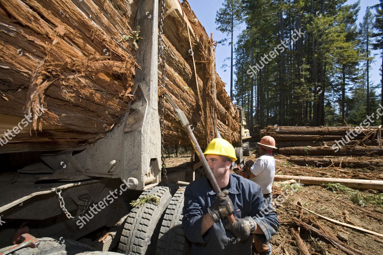 Workers Logging Redwoods Fort Bragg Northern Editorial Stock Photo ...