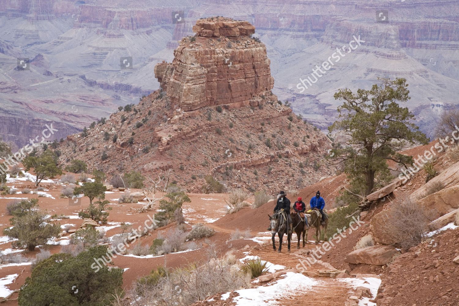 Mule Riders Climbing South Kaibab Trail Editorial Stock Photo - Stock ...