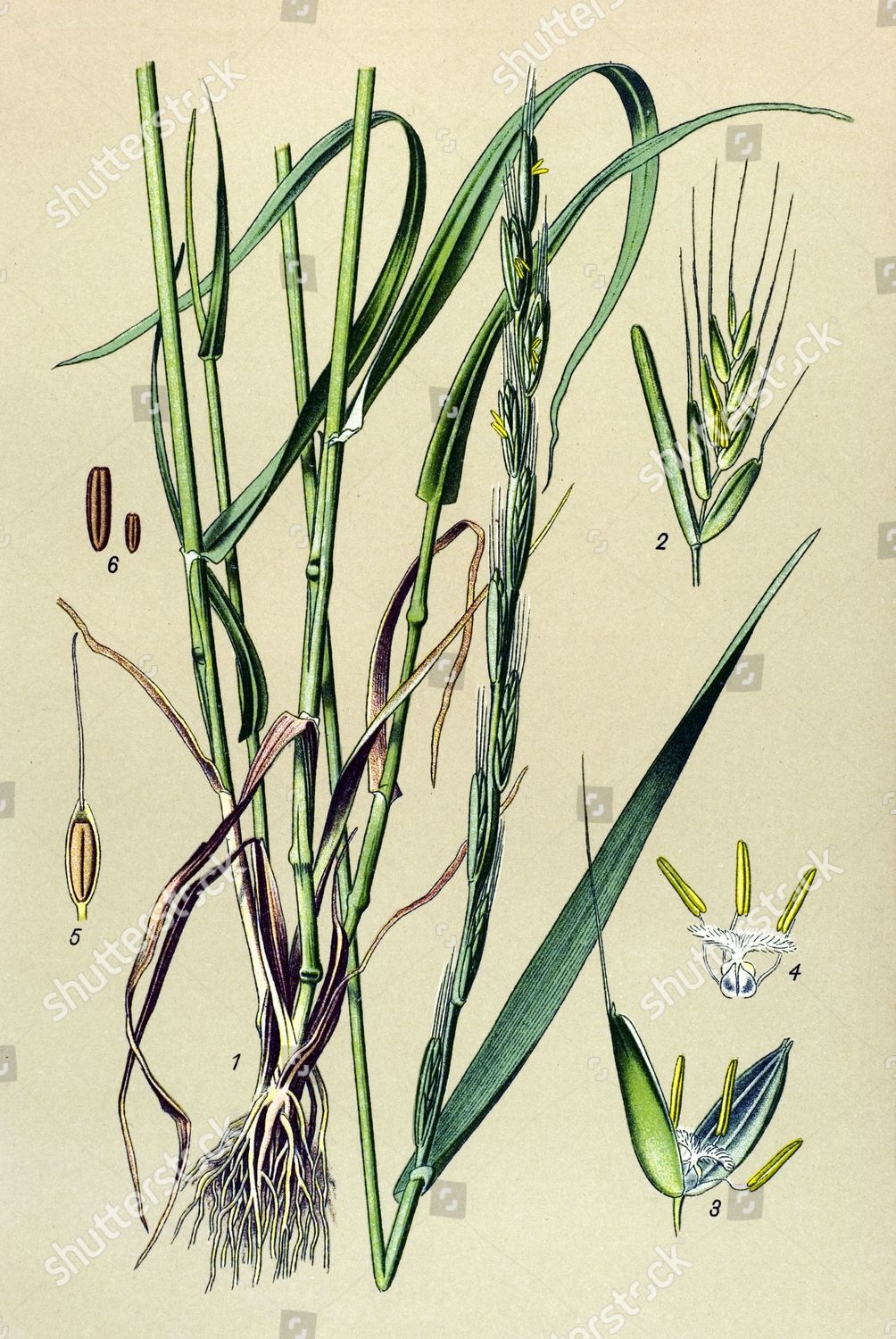 Historic Illustration Darnel Lolium Temulentum Poisonous Editorial ...