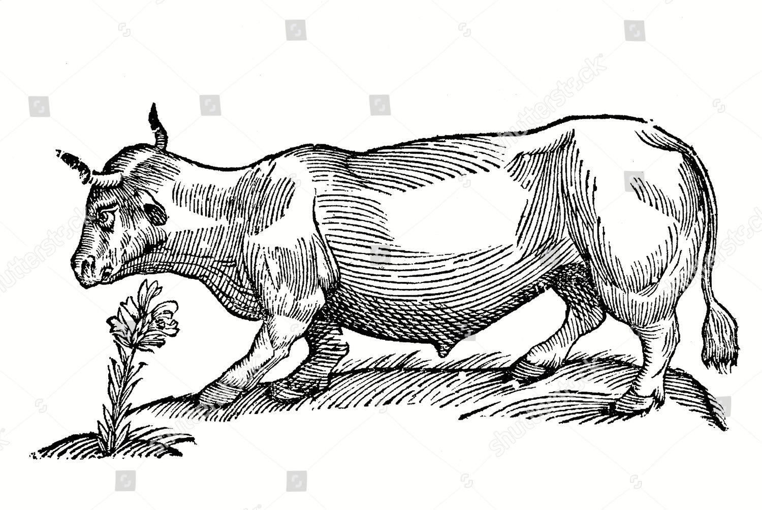Woodcut Bos Pumilus Ox Legs Short Editorial Stock Photo - Stock Image ...
